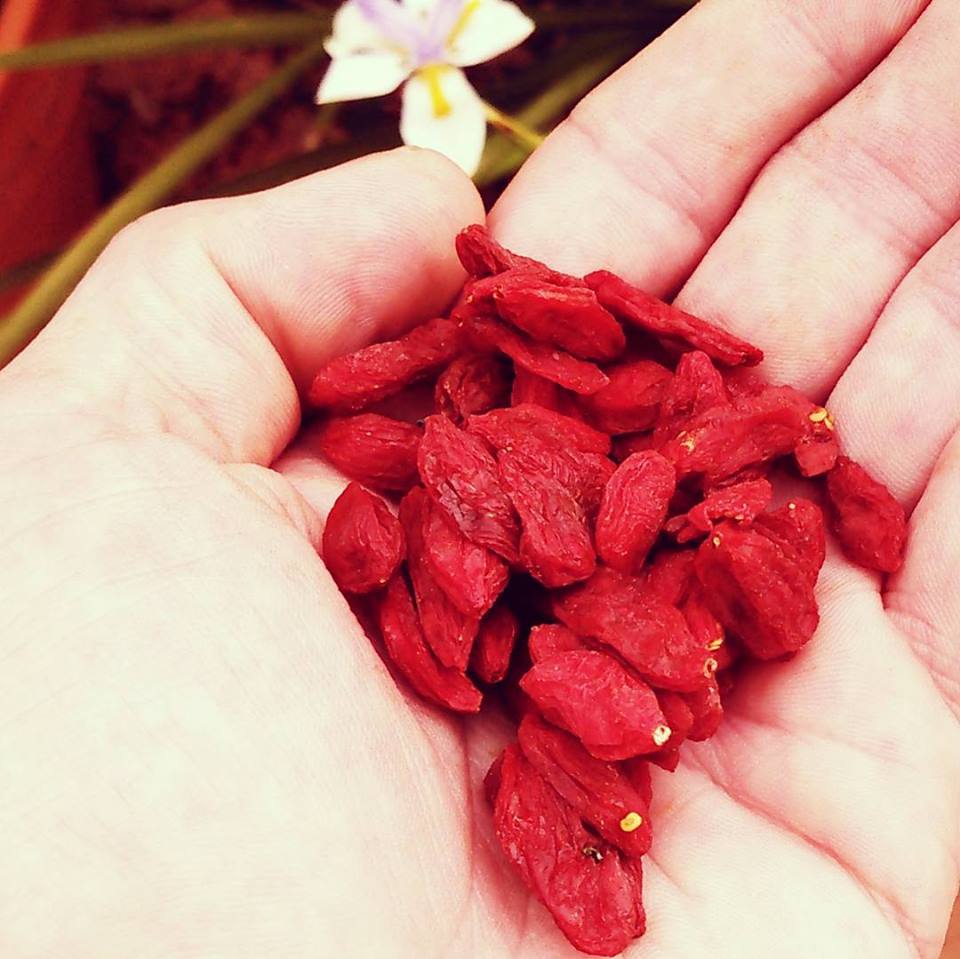 What Are Wolfberries? An Ancient Chinese Tradition | The Crunchy Dad